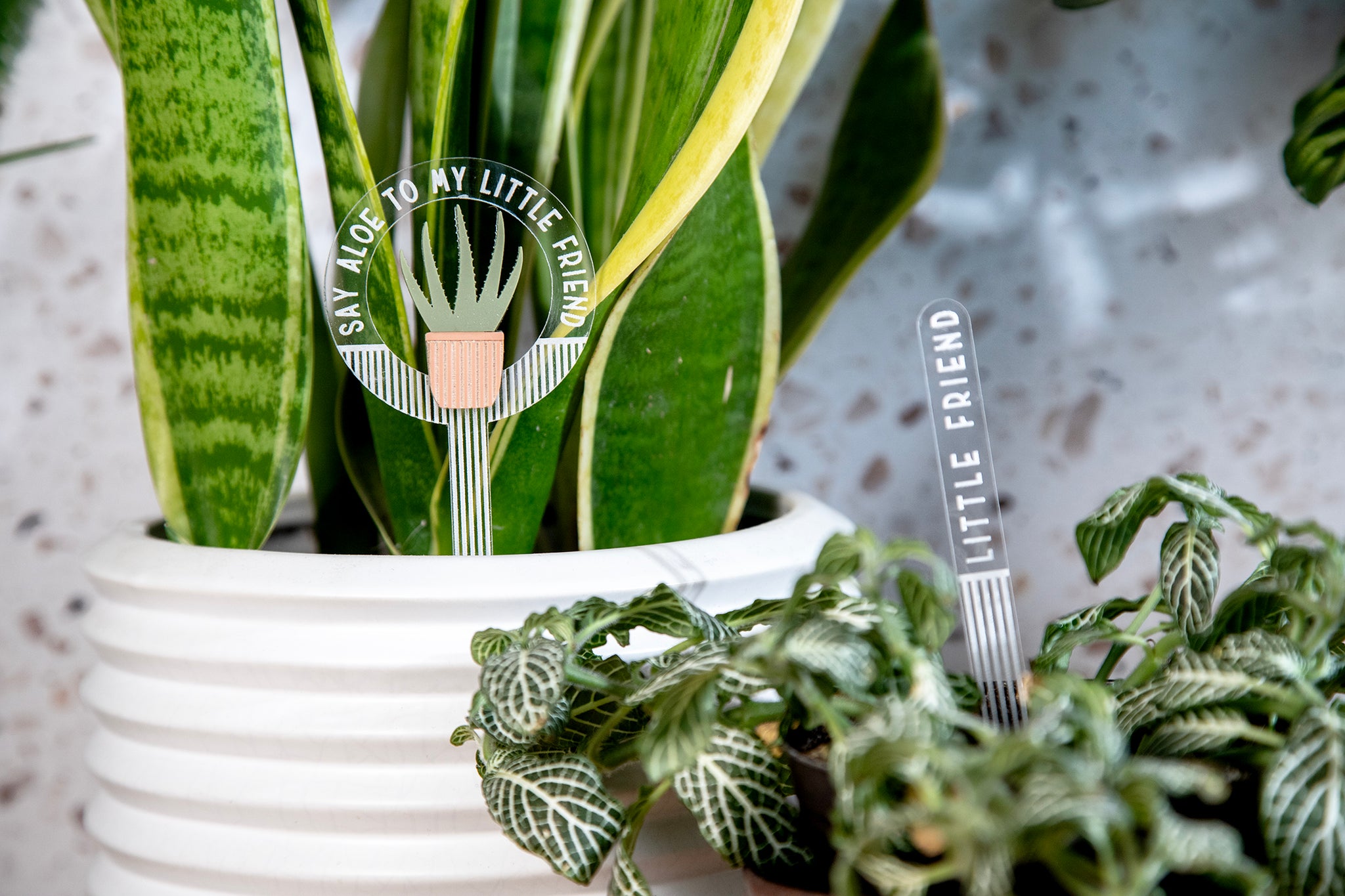 Say Aloe to Little Friend 2 Piece Plant Stake – The Tipsy Anvil Co.
